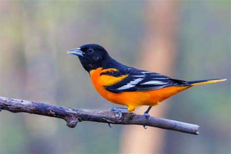 The 12 Most Common Blackbirds In Ohio You Might See