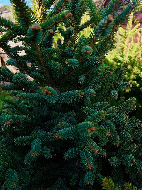 Шинэ төгөл Амьд Гацуур Шинэ төгөл Амьд Гацуур худалдаа