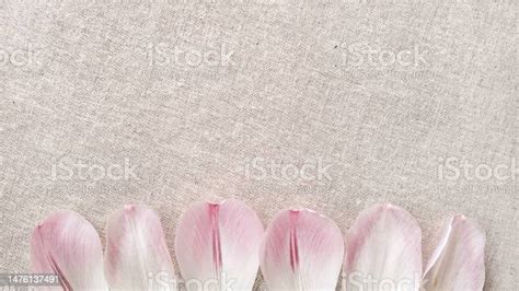 꽃잎 테두리가 있는 중성 베이지색 린넨 섬유 질감 배경 미묘한 자연 미적 웹 배너 또는 블로그 디자인 템플릿 복사 공간 0명에 대한 스톡 사진 및 기타 이미지 Istock