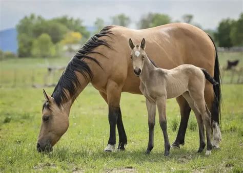 Koala Classification Habitat Behavior And Conservation