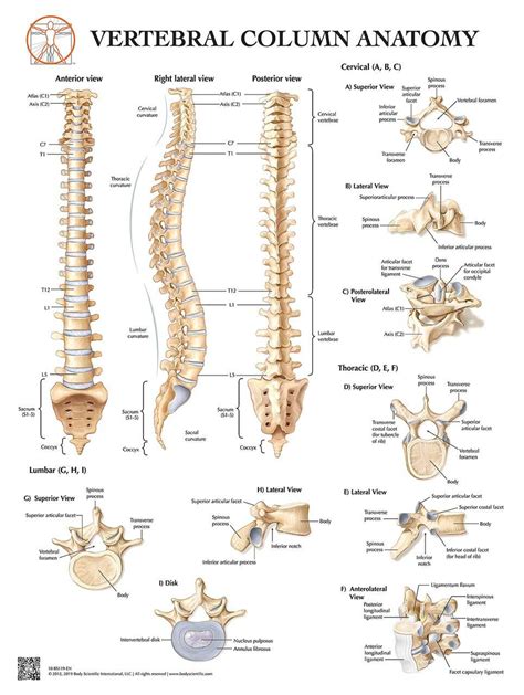 Vertebral Column Diagram Labeled