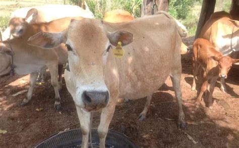 Lao National Radio Lao National Radio