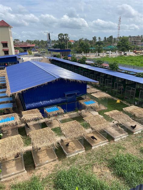 ទីតាំងកសិដ្ឋានចិញ្ចឹមមាន់ជល់មួយកន្លែង នៅភូមិតាព្រហ្ម សង្កាត់ព្រែកឯង