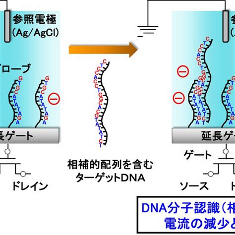 Detection Device For Dna Hybridization Download Scientific Diagram
