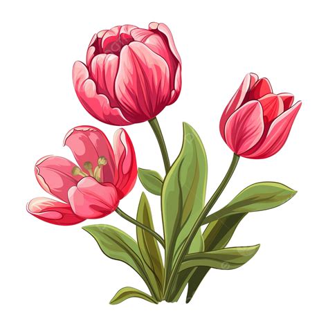 tulip flower diagram at jennie wilson blog