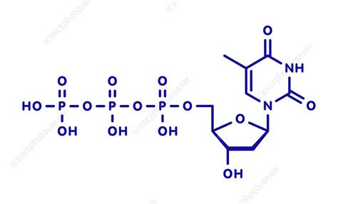 Thymidine Triphosphate Nucleotide Molecule Illustration Stock Image F027 8531 Science