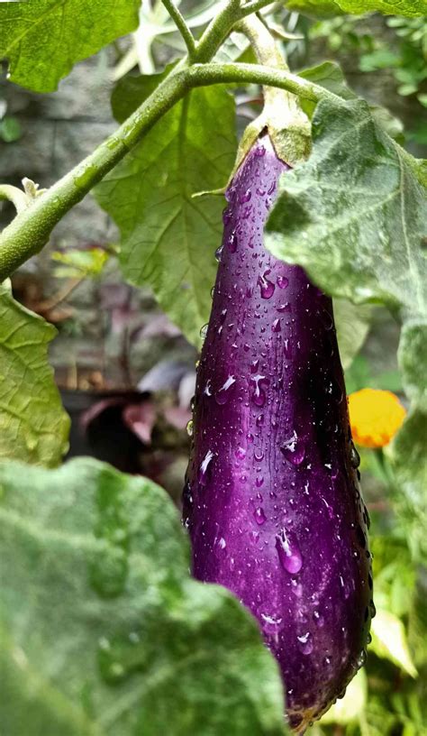 6 Eggplant Varieties To Grow In The Veggie Patch Or Pots One Looks