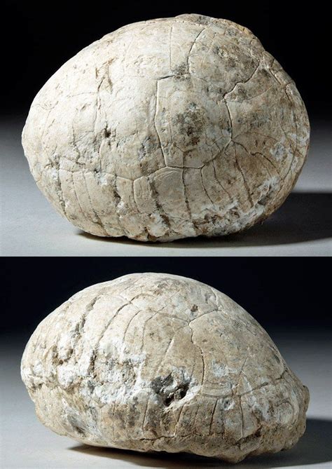 Shell Fossil In Rock