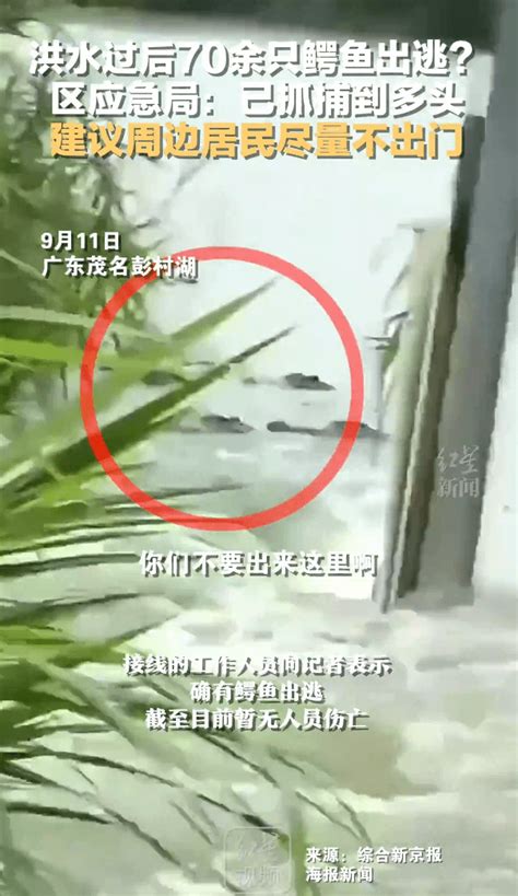 洪水过后，70多条鳄鱼出逃？当地紧急提醒：已抓捕到多头，周边居民尽量不出门应急茂名市新闻