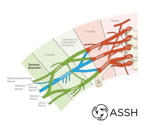 Brachial Plexus Plexus Products Radial Nerve Brachial Brachial Plexus Plexus Products Radial Nerve Brachial