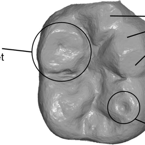 Distribution Of The Occlusal Surface Of Each Study Tooth Into Seven