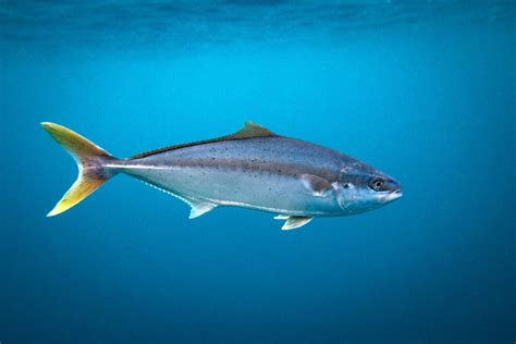 Whats The Difference Between Yellowtail And Yellowfin
