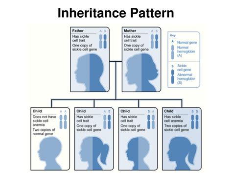 Ppt Sickle Cell Anemia Powerpoint Presentation Free Download Id