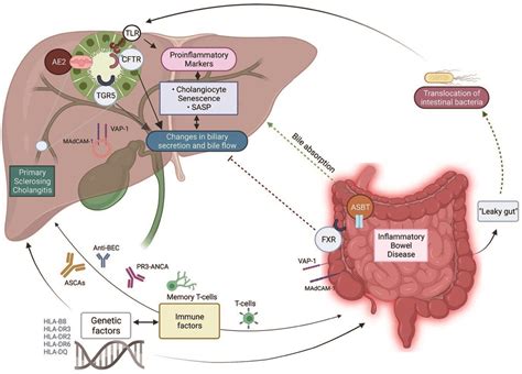Primary Biliary Cirrhosis Vs Primary Sclerosing Cholangitis