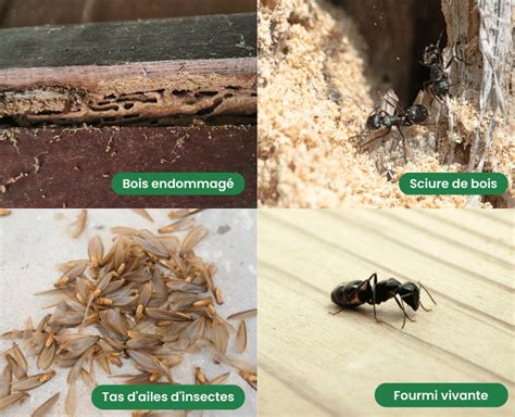 Comment Reconnaître Une Infestation De Fourmis Charpentières