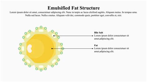 Fat Structure