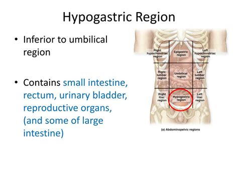 Ppt Body Cavities Powerpoint Presentation Free Download Id 2759699