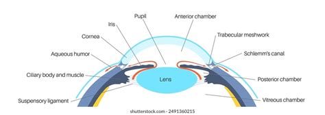 Anterior And Posterior Chambers Of Eye Anatomy Of The