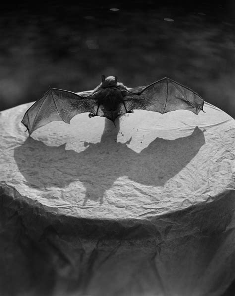 Cheryle St Onge Natural Findings Lenscratch