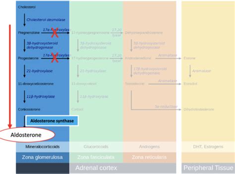 Lecture 15 And 16 Mineralcorticoids Flashcards Quizlet