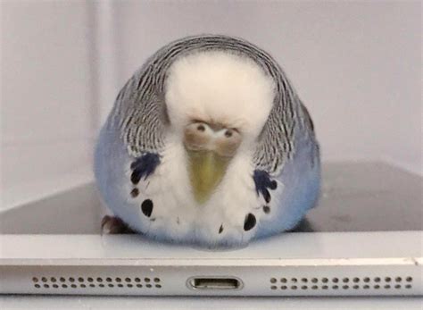 Borb Scrolller