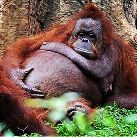 Pregnant Orangutan Memes