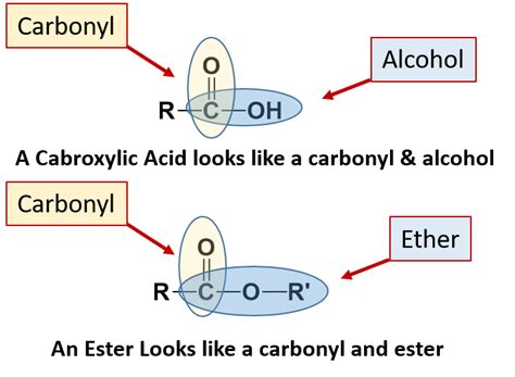 Ester Functional Group Examples