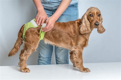 Mein Hund Verliert Urin Im Liegen Ursachen And Therapie