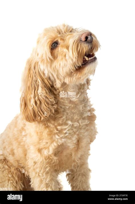 Blonde Cockapoo Dog In Side View Sitting Attentively On A White