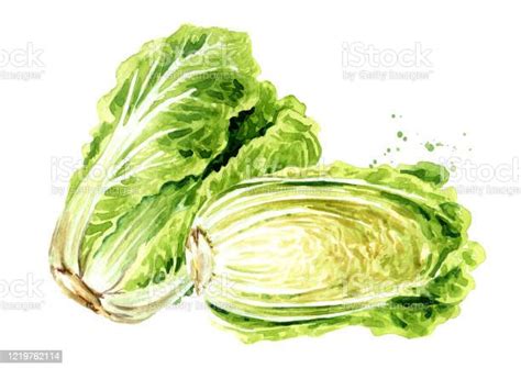 신선한 중국 양배추 전체 및 잘라 흰색 배경에 격리 된 손으로 그린 수채화 그림 건강한 식생활에 대한 스톡 벡터 아트 및 기타 이미지 건강한 식생활 녹색 농업