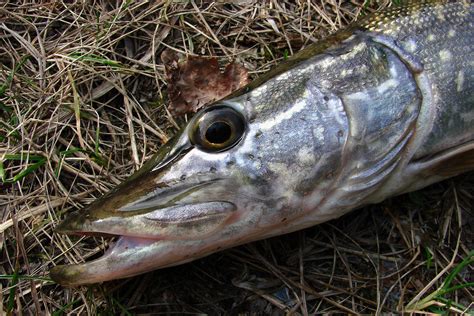 Разновидность Щуки Фото – Telegraph