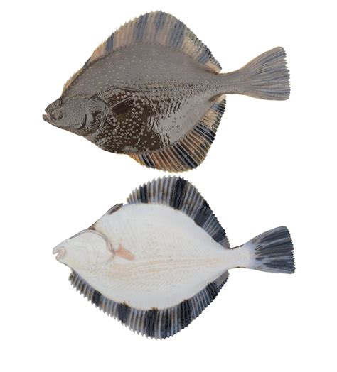 Flounder Vs Halibut What Is The Difference Tastylicious