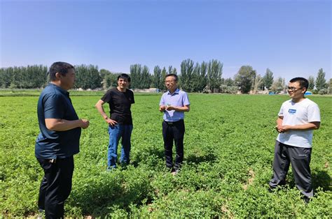 张掖市畜牧兽医局 市饲料饲草技术推广站扎实开展牧草调研 助推“三抓三促”行动见行见效