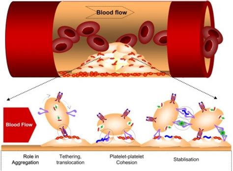 12 Cohesion Examples In Real Life StudiousGuy