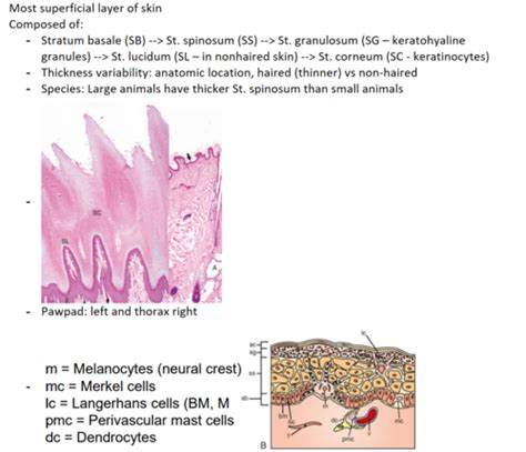 Derm Path And Med Flashcards Quizlet