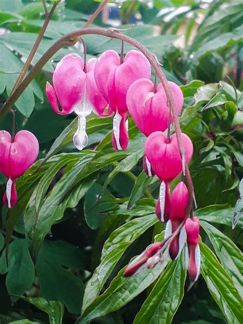 Pink Passion Flower Stock Image Image Of Flower Floral 3026147