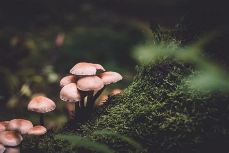 Ciri Ciri Kingdom Fungi Jamur Dan Gambar Contohnya Isplbwiki Net Riset