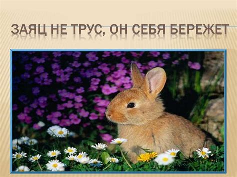 Рассказы о животных Е Чарушина Н Сладкова презентация онлайн