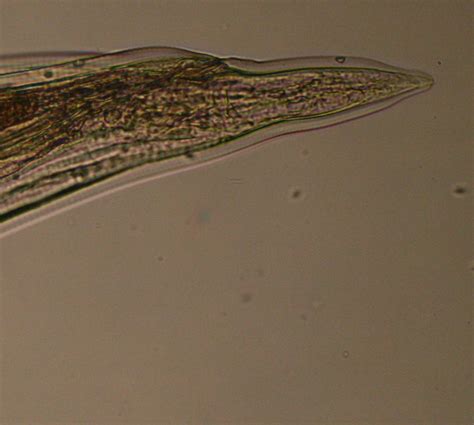 Identification Of Ticks