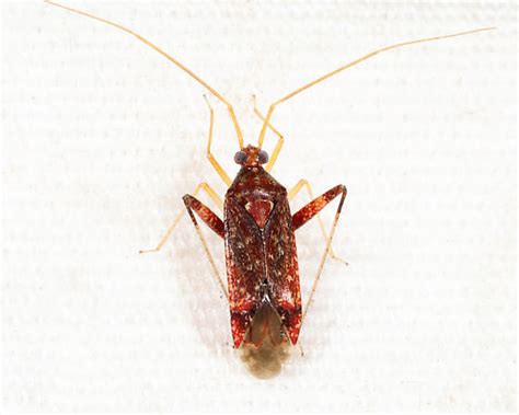 Phytocoris Bugguidenet