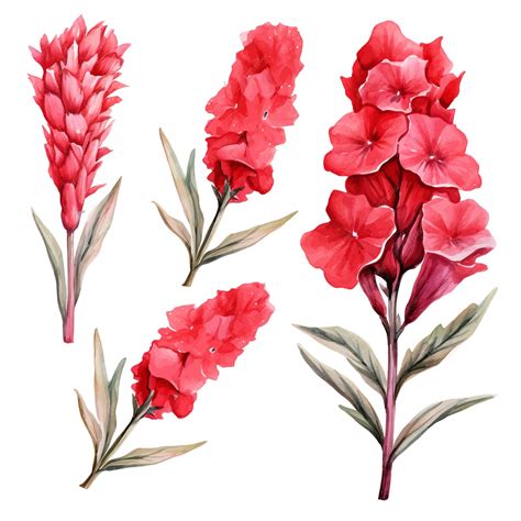 Premium Vector Cockscomb Flower Watercolor Vector Clipart White