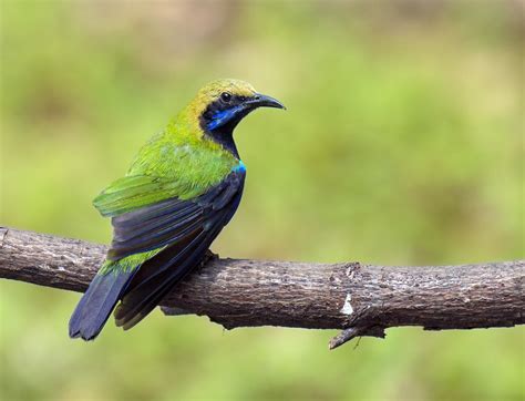 Rajesh Chowdhury Flickr