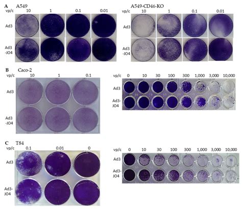 Virus Spreading In Plaque Assay And Oncolytic Assay For Plaque Assays