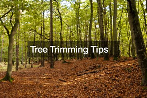 Tree Trimming Tips Backyard Landscaping Ideas Newsletter