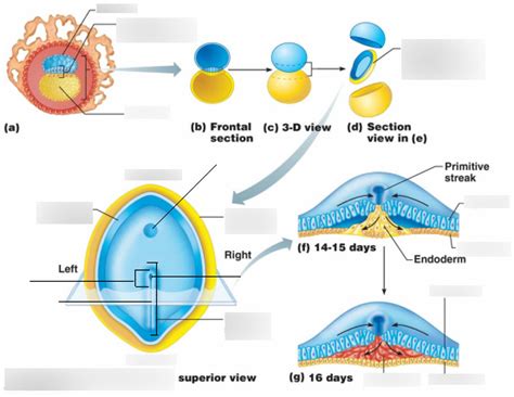 Embryonic Disc Diagram