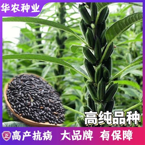高产四季黑白芝麻种子优质含油大田早熟农家庭院种用种芝麻种籽孑 虎窝淘