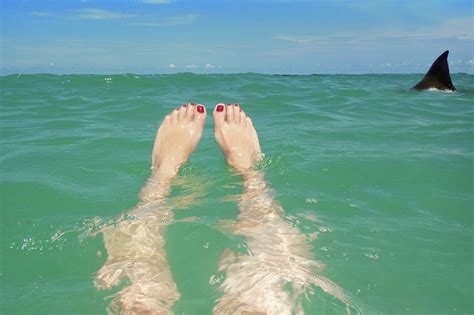 Headed To The Beach This App Follows Sharks That Could Be Nearby