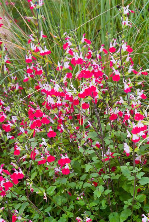 Salvia X Jamensis ‚hot Lips‘ Johannisbeer Salbei ‚hot Lips‘ Pflanze