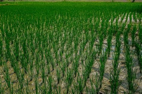 Premium Photo Paddy Field
