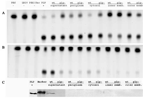 The Phospholipase Activity Assays Detected By Tlc Of Various Cell Download Scientific Diagram